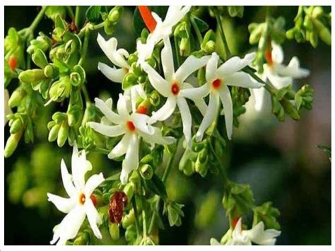 Health Tips দিনে দুটি পাতা অলৌকিক এই গাছের নাম জানেন ডায়াবেটিস গাঁটে ব্যথার উপশম ৭ দিনেই