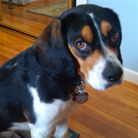 Riley Beagle Vision Youtube