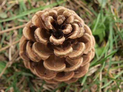 The Differences Between Angiosperms And Gymnosperms Owlcation