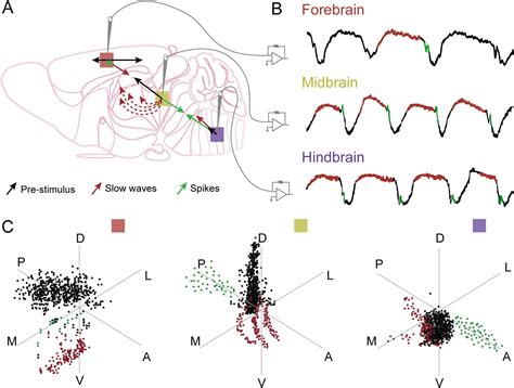 Epilepsy As A Dynamical System A Most Needed Paradigm Shift In Epileptology Epilepsy Behavior