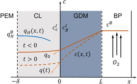 Sketch Of The Mass Transport In The Cathode The Orange Lines Mean
