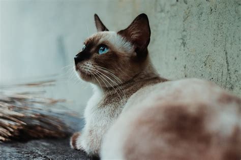 Siamese Cats The Purrfect Companions For Life Pet Breed Hub