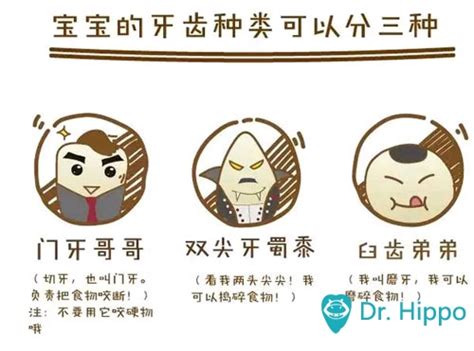 牙齿边缘种类 牙齿种类 牙齿分类牙齿名称图 第15页 大山谷图库
