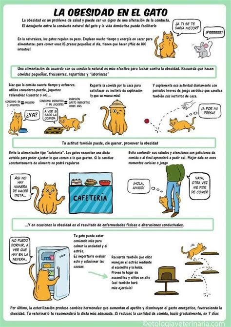 12 Infográficos prácticos que todo amante de los gatos necesita