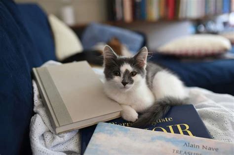 Qué hago si mi gato huele mal Noticias hoy EL ESPECTADOR
