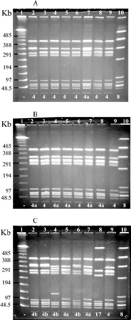 Smai Macrorestriction Analysis By Pfge Of Ntr1r4 And Vr1r4 Gbs