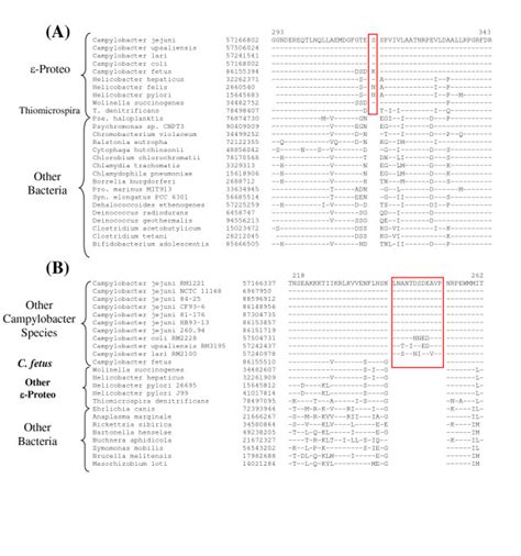 Partial Sequence Alignments Of The Ftsh Protease A And Rna Polymerase