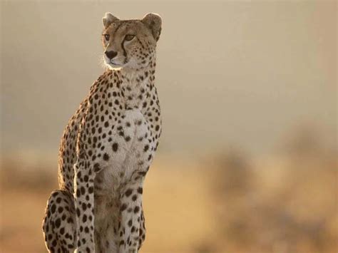 Cheetah Species Data Conservation Facts Photos Bigcatswildcats