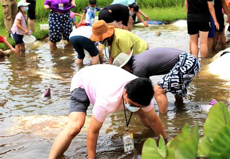 穀雨巡田埂 科大生抓泥鰍 中華日報中華新聞雲