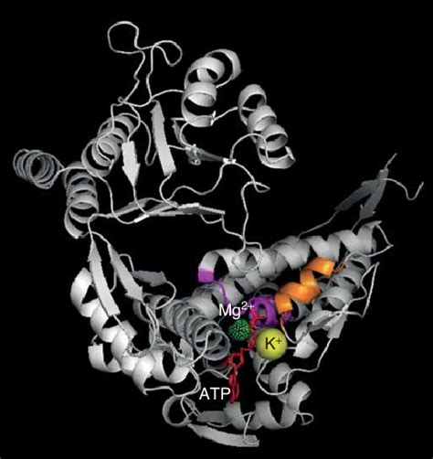 Atp And Mg K Binding Sites On Hsp60 Shown Are Two Highly