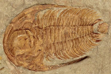 2 25 Cambrian Trilobite Acadoparadoxides Tinjdad Morocco 198731 For Sale