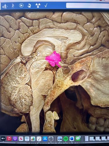 Hypothalamus Pituitary Pineal Flashcards Quizlet