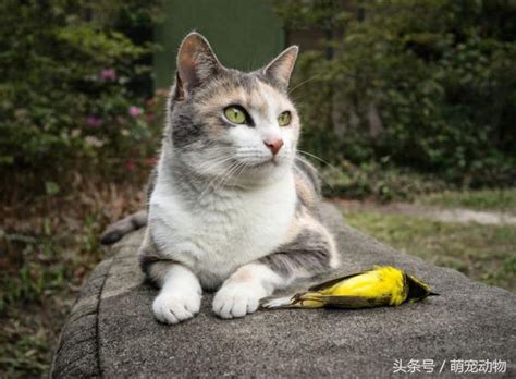 猫是鸟类头号杀手？美国野猫一年可杀死24亿只鸟，上百亿小动物
