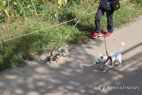 하루 평균 77명 반려동물과 함께 청계천 방문 나무뉴스