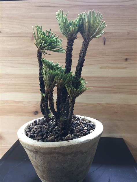 Selaginella Tamariscina Dendroboard