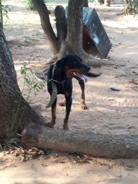 Una beba murió tras ser atacada por un perro en Ybycuí Nacionales ABC Color