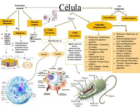 Su Origen Evolucion De La Celula Celula Eucariota Células Procariotas Hot Sex Picture