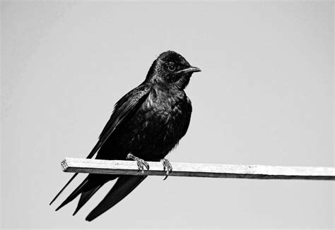 Beloved Purple Martins Return Marking States First Sign Of Spring