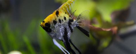 燕鱼水温多少度合适 鱼百科