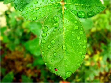 Lady Bug By Fluffyfluffer On Deviantart