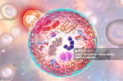 Autophagy Illustration High Res Vector Graphic Getty Images
