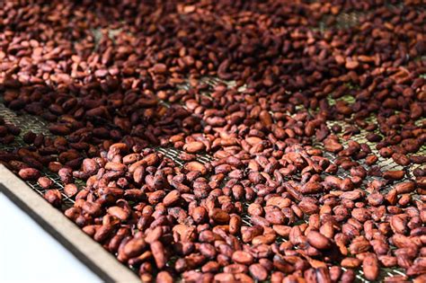 Latar Belakang Biji Kakao Kering Dan Kering Matahari Biji Kakao Mentah Menyebar Hingga Kering Di