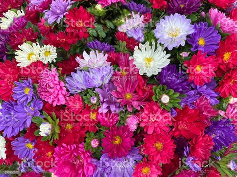 아스터 꽃은 많습니다 여러 가지 빛깔의 가을 Aster 꽃 분홍색 빨간색 보라색 흰색 파란색 Asters 색상의 제비 꽃 시장에