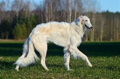 Borzoi Informaci N De Raza De Perro Foto Cuidado Historia