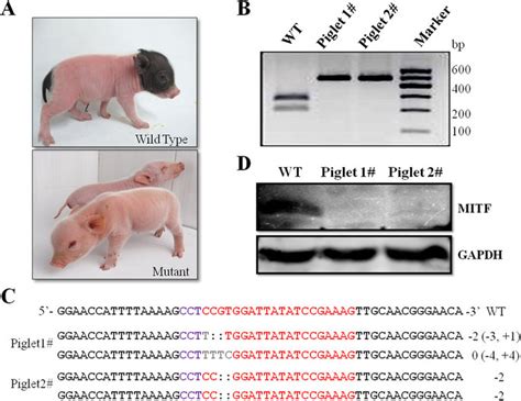Generation Of Mitf Knockout Pigs By Zygote Injection Of R1 Sgrna And