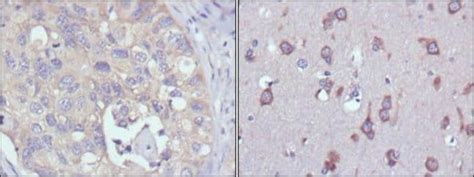 Mps1 Monoclonal Antibody 4a12 Invitrogen™ 100 μl Unconjugated
