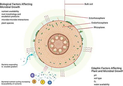 Frontiers The Role Of Synthetic Microbial Communities Syncom In Sustainable Agriculture