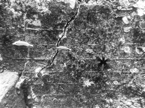 innovative method for detecting underwater concrete cracks