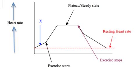 Cardiac Output Stroke Volume And Heart Rate Pe Aqa Gcse 9 1 Flashcards Quizlet