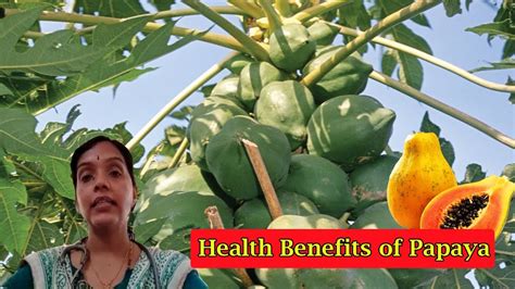 Papaya Health Benefits And Properties Health Vision