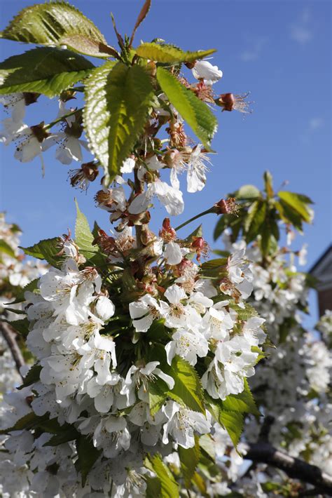 Fruktträden blommar Lev som en bonde Niklas Kämpargård