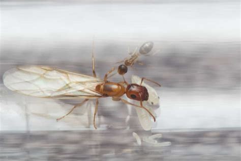 Colobopsis Macrocephala Ants Online