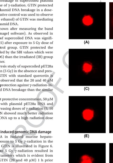 Effect Of Different Concentrations Of Gossypetin Gtin Against