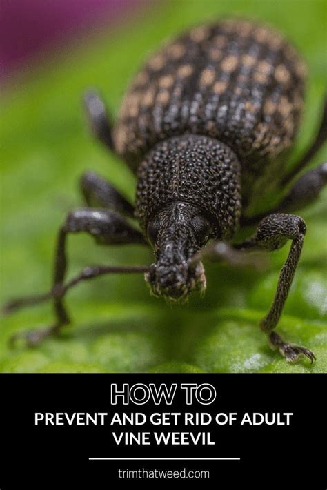 How To Prevent And Get Rid Of Adult Vine Weevil Artofit
