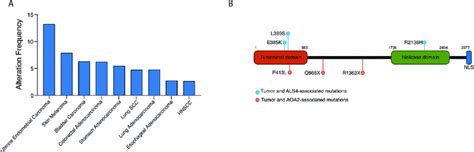 Setx Mutations In Human Tumors A Percentage Of Mutation And Deep
