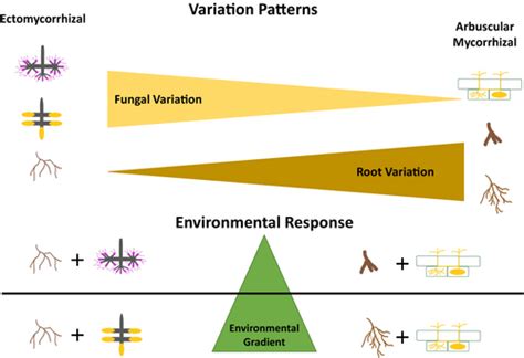 Mycorrhizal Fungal And Tree Root Functional Traits Strategies For Integration And Future