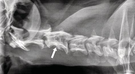 12 Imaging Of The Spine Veterian Key