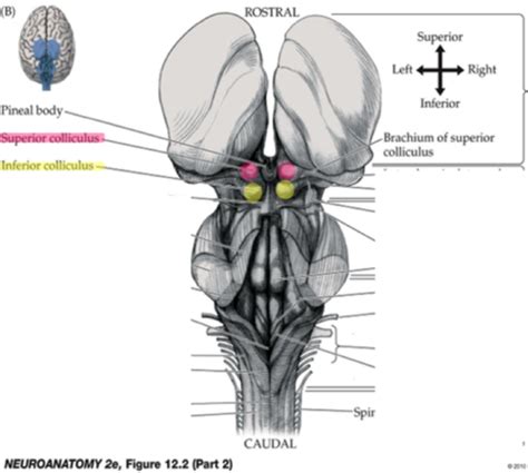 Brainstem Flashcards Quizlet