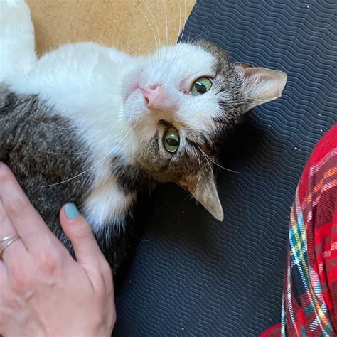 Cat Rescue And Adoption Networktim Corliss 2103 C0102 Pic2 Cat Rescue And Adoption Network