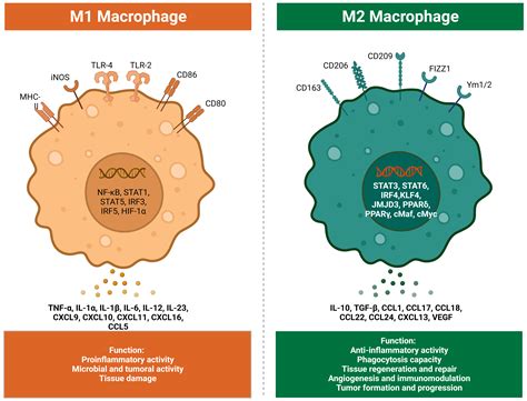 Macrophage Activation M1 M2
