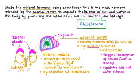 Adrenal Glands Release Which Hormone