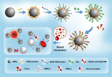Wbc Normal Range Nhs Discounted Buy Brunofugaadvbr