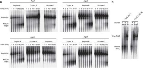 Ago1 4 Can Use Mirna Like Duplexes Whereas Only Ago2 Can Efficiently