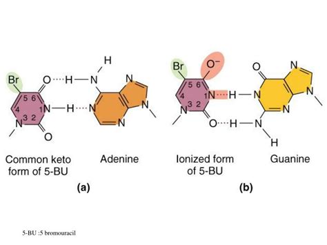 Ppt Mutation Powerpoint Presentation Free Download Id1074422