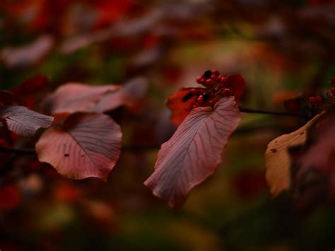 暗赤色の森 By Geno （id：12050767） 写真共有サイトphotohito