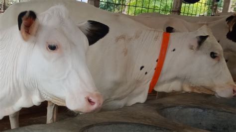 মাত্র 50 হাজার টাকা লটে হাই কোয়ালিটির বকনা বাচ্চা দেখুন ‌। সরাসরি